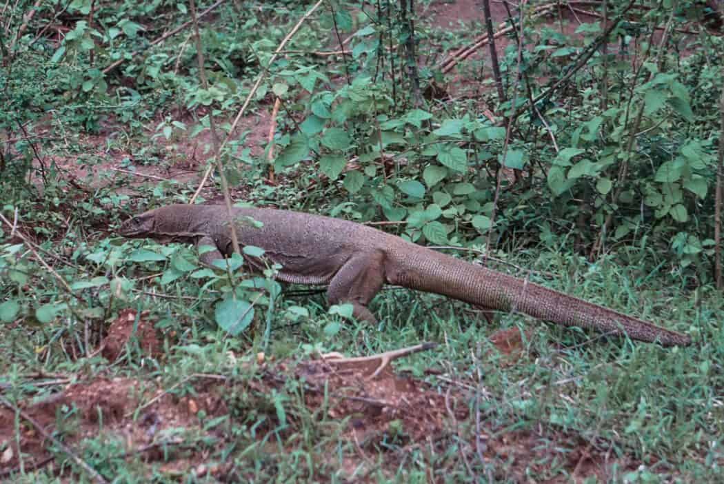 Sri Lanka Safari: Into The Wild at Yala National Park