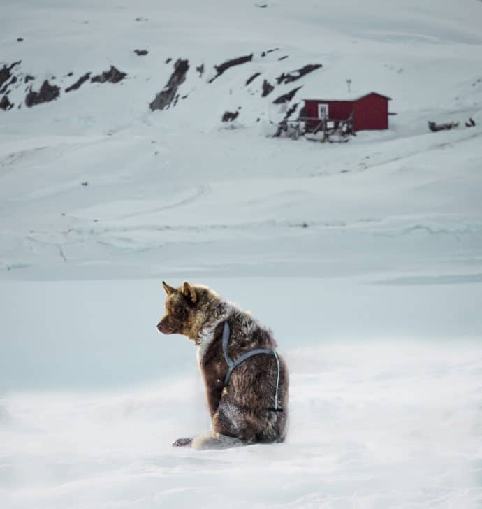 Best Things To Do in Ilulissat Greenland: Icebergs, Aurora & Dogsledding